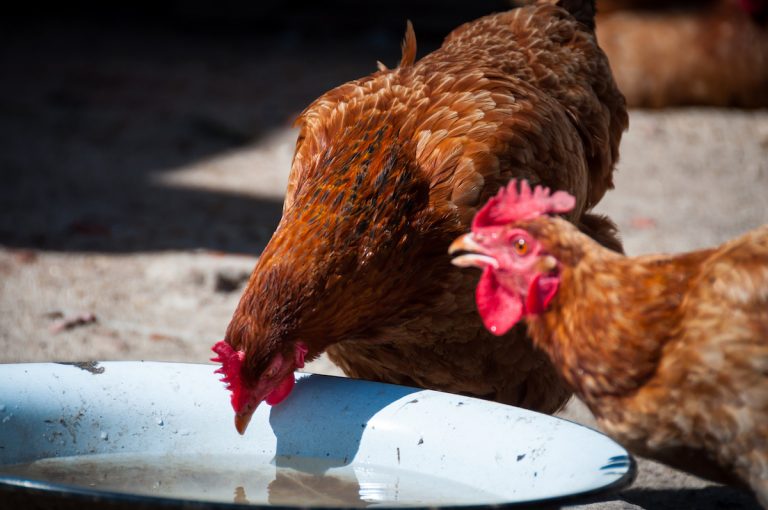 Homemade Electrolytes to Combat Heat Exhaustion In Chickens - Backyard ...